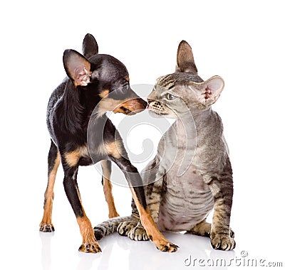 Dog Kissing A Cat. Royalty-Free Stock Photography | CartoonDealer.com ...
