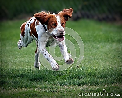 Dog Leap Royalty Free Stock Photo - Image: 12630505