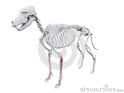 The Dog Muscle Anatomy - Extensor Digitorum Lateralis Stock ...