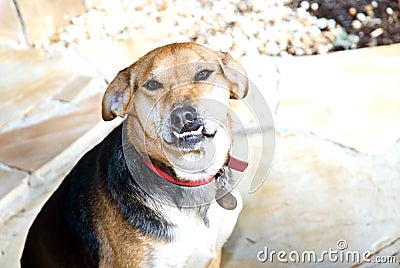 Dog With Overbite Stock Photos - Image: 7519973