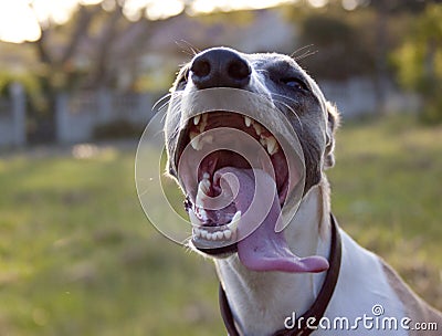 Dog Panting Stock Image - Image: 24551931