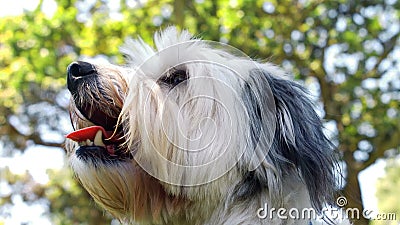 Dog panting in park stock footage. Video of motion, park - 89208716