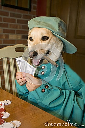 Dog Playing Poker Stock Photo - Image: 14536590