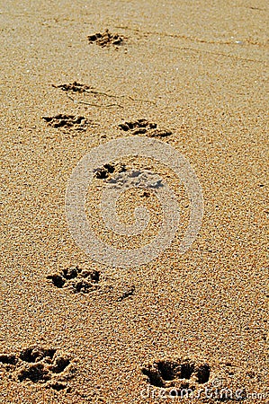 Dog Prints Royalty Free Stock Photos - Image: 197878