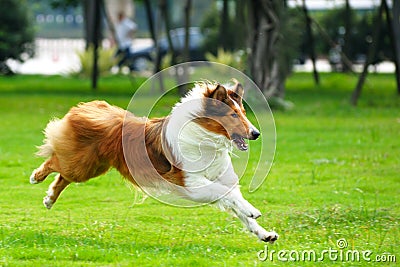 Dog Running Stock Photos - Image: 9875383