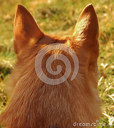 Dog s head from behind - Stock Image - Everypixel