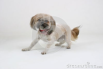 Dog Scared Stock Image - Image: 503271