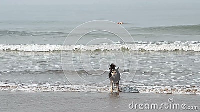 Dog shake off on the coast stock footage. Video of arambol - 75243732