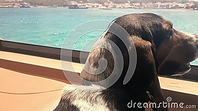 Dog in Ship Looking at the View Going on Vacations. Stock Footage ...