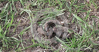 Dog shit in the grass stock footage. Video of excrement - 145740722