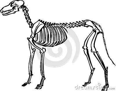 Dog Skeleton Royalty Free Stock Image - Image: 4830336