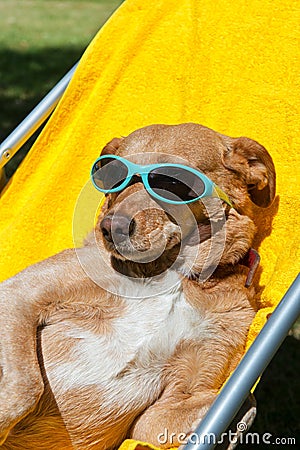 Dog Taking Sun Bath Stock Images - Image: 33160814