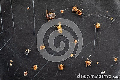 Dog Ticks And Flea Under Microscope For Study In Laboratory. Royalty ...