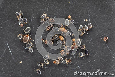 Dog Ticks And Flea Under Microscope For Study In Laboratory. Royalty ...