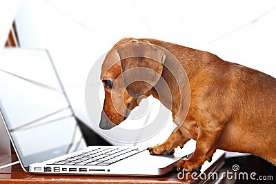 Dog Using Computer Stock Photography - Image: 23797962