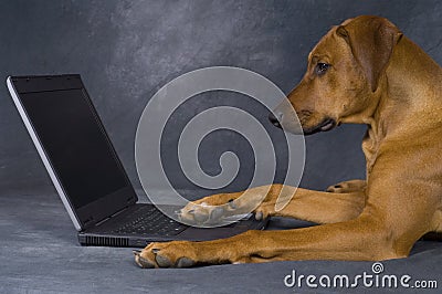 Dog Using Computer For Surfing In The Network Royalty Free Stock Photos ...