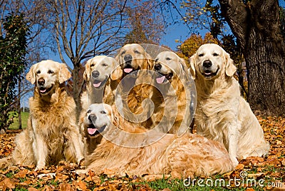 Dogs GR Golden Retrievers Stock Photo - Image: 7535250