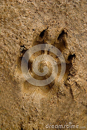 Dogs Track On Mud Royalty Free Stock Photography - Image: 4007237