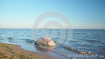 A Dolphin Died Due To Pollution of the Sea. Stock Footage - Video of ...