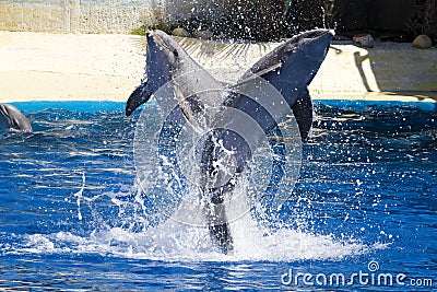 Dolphin jump out - Stock Image - Everypixel