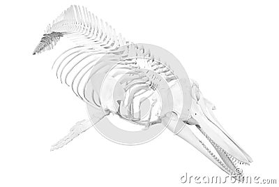 Dolphin Skeleton Stock Images - Image: 8228574