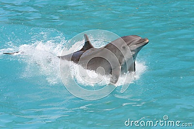 Dolphin Splash Stock Photo - Image: 9711070