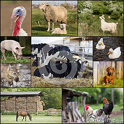 3,346 Collage Animals Photos - Free & Royalty-Free Stock Photos from ...