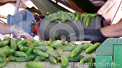 Domestic Cucumber on the Processing Line Stock Footage - Video of ...
