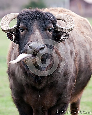 Domestic Water Buffalo (Bubalus Bubalis Arnee) Stock Photo - Image: 9068040