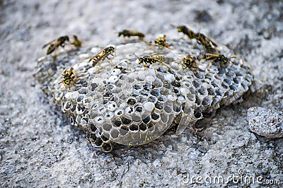 Donkey Bee, Wild Bees, Nest Of Donkey Bees, Dangerous Poisonous Bees ...