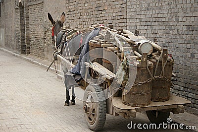 Donkey car stock image. Image of eyes, lovely, veracity - 6495493