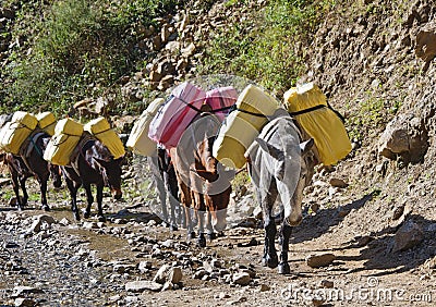 Donkey Caravan In Mountains Of Nepal Royalty Free Stock Image - Image ...