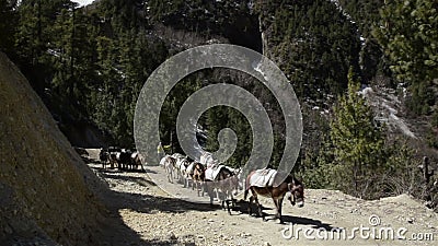 Donkey caravan in Nepal stock video. Video of mountain - 78474187