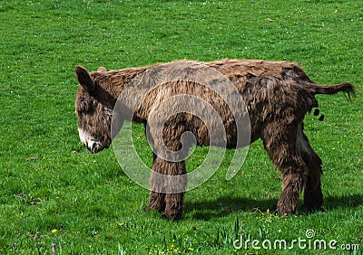 Donkey Pooping Royalty-Free Stock Photography | CartoonDealer.com #52199135