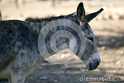 Donkey Profile Side View Portrait In Gray Color Stock Photo ...