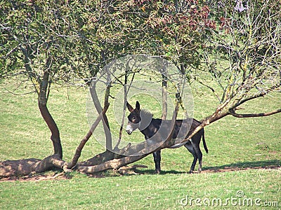 Donkey Tree Royalty Free Stock Images - Image: 8088809