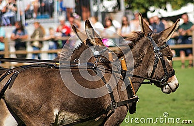 Donkeys Pulling A Carriage Stock Photo | CartoonDealer.com #115518900