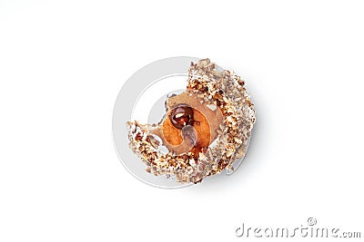Donut With Cream And Hazelnut Core. Top View. Isolated Image. The Side ...