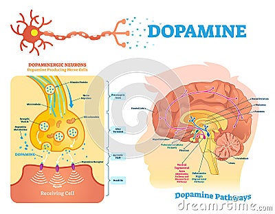 Dopamine Vector Illustration. Labeled Diagram With Its Action And ...