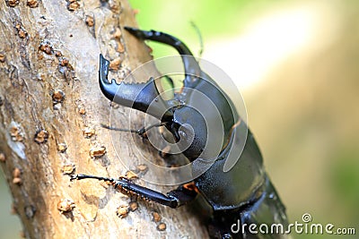 Dorcus Bucephalus Stag Beetle Royalty-Free Stock Image | CartoonDealer ...