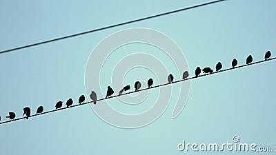 Crows on a power line stock video. Video of sunny, line - 119336321