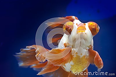 Dragon Eye Goldfish In Fish Tank Royalty Free Stock Image - Image: 27031606