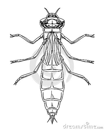 Dragonfly Nymph Stock Photos - Image: 33356923