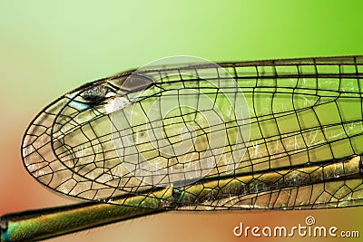 Extremely Detailed High Magnification Of Dragonfly Wings Royalty-Free ...