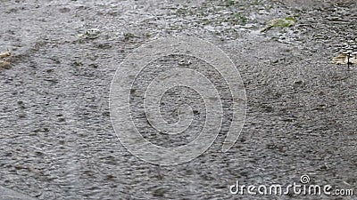Heavy Rain from a Big Strom Stock Video - Video of dripped, raindrop ...
