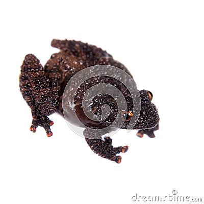 Dreadful Mossy Frog, Theloderma Horridum, On White Stock Photography ...