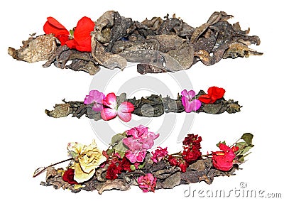 Dried Crumpled Leaves Money Tree And Withered Flowers Geraniums Stock ...
