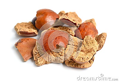 Dried Peels Of Hyphaene Thebaica, Doum Palm Or Gingerbread Tree Also ...