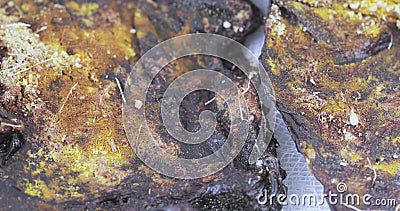 Dried placenta on gauze stock footage. Video of blood - 166688266