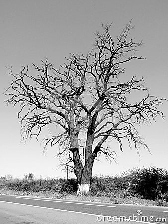 Dried Tree Royalty Free Stock Images - Image: 16593629